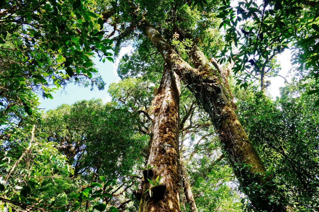 Kew Mae Pan Nature Trail: Chiang Mai's Breathtaking Hike