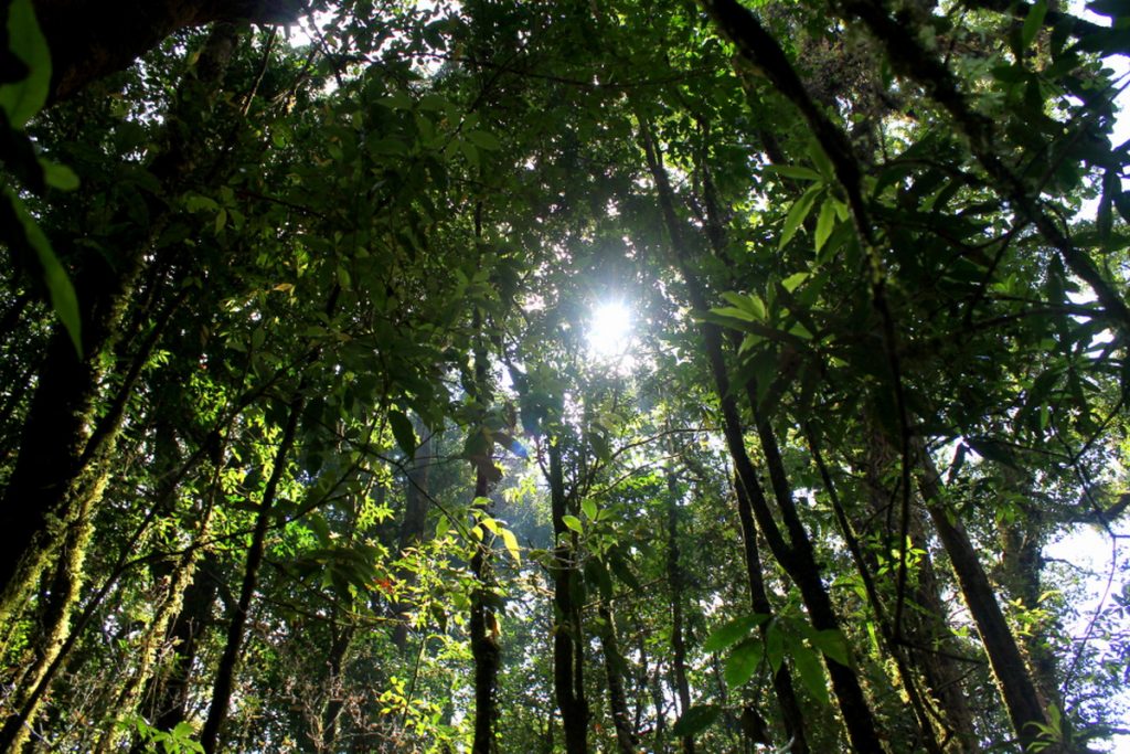Kew Mae Pan Nature Trail: Chiang Mai's Breathtaking Hike