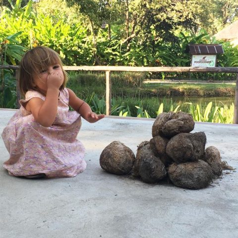 Elephant Poo Poo Paper Park : From Dung to Doodles