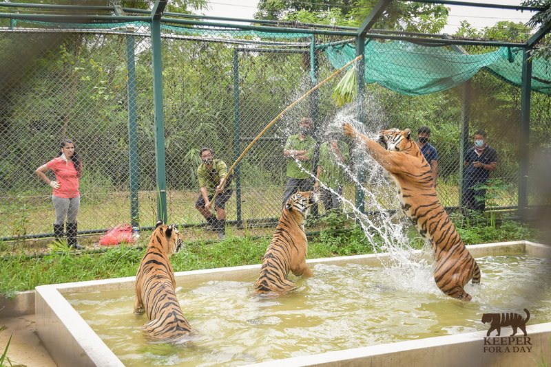 Tiger Kingdom : An Unforgettable Adventure in Chiang Mai